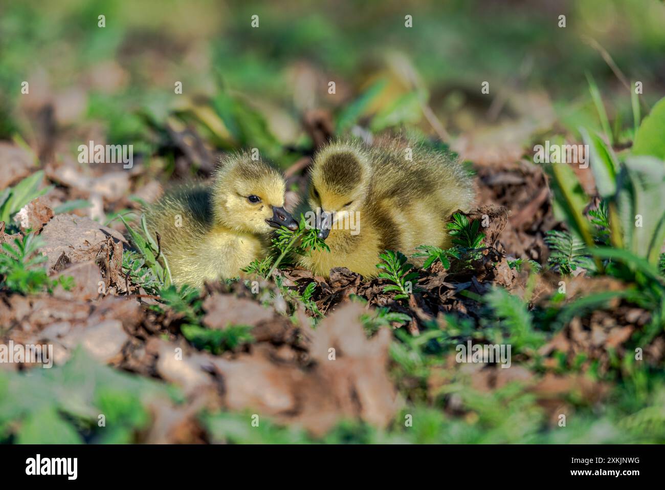 Newborn goslings in the springtime Stock Photo - Alamy