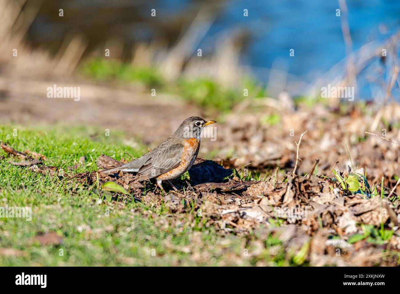 Animals robin hi-res stock photography and images - Alamy