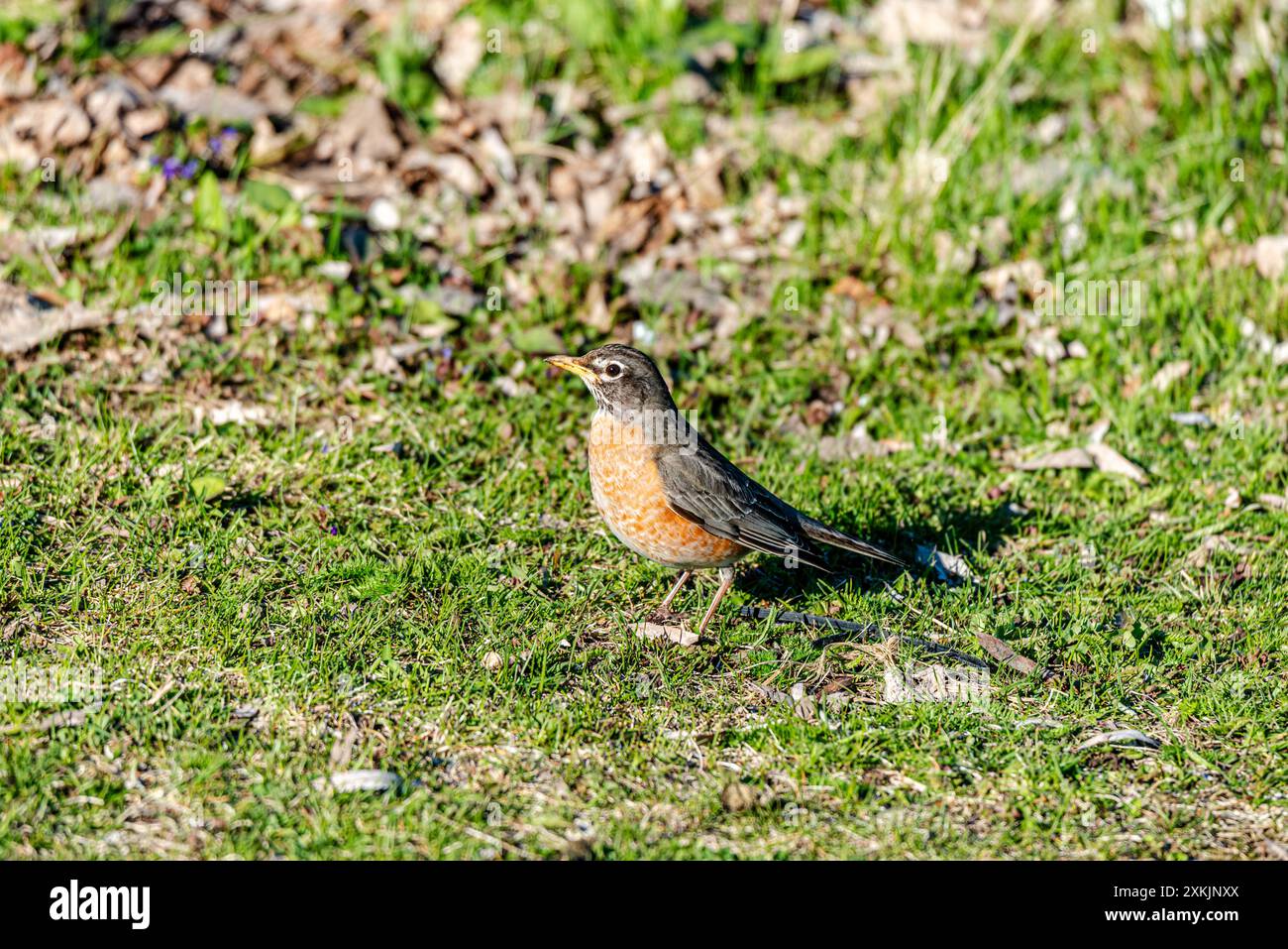 American robin feathers close up hi-res stock photography and images ...