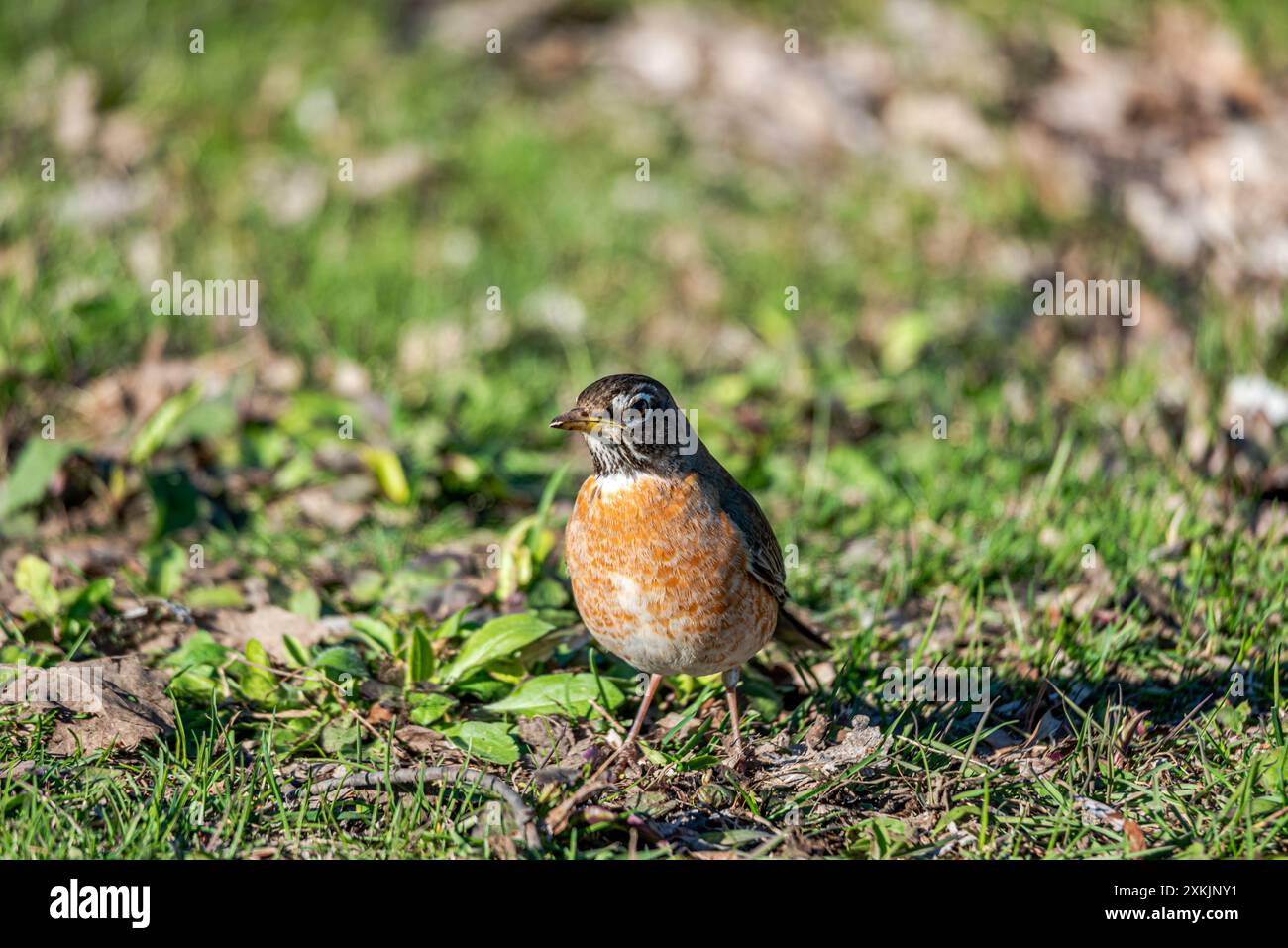 American robin feathers close up hi-res stock photography and images ...