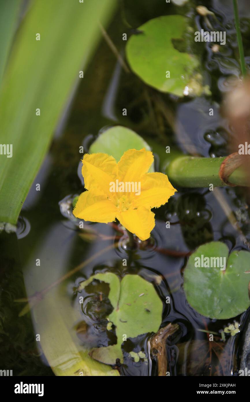 Yellow Dwarf Water-lily in bloom in early summer Stock Photo - Alamy