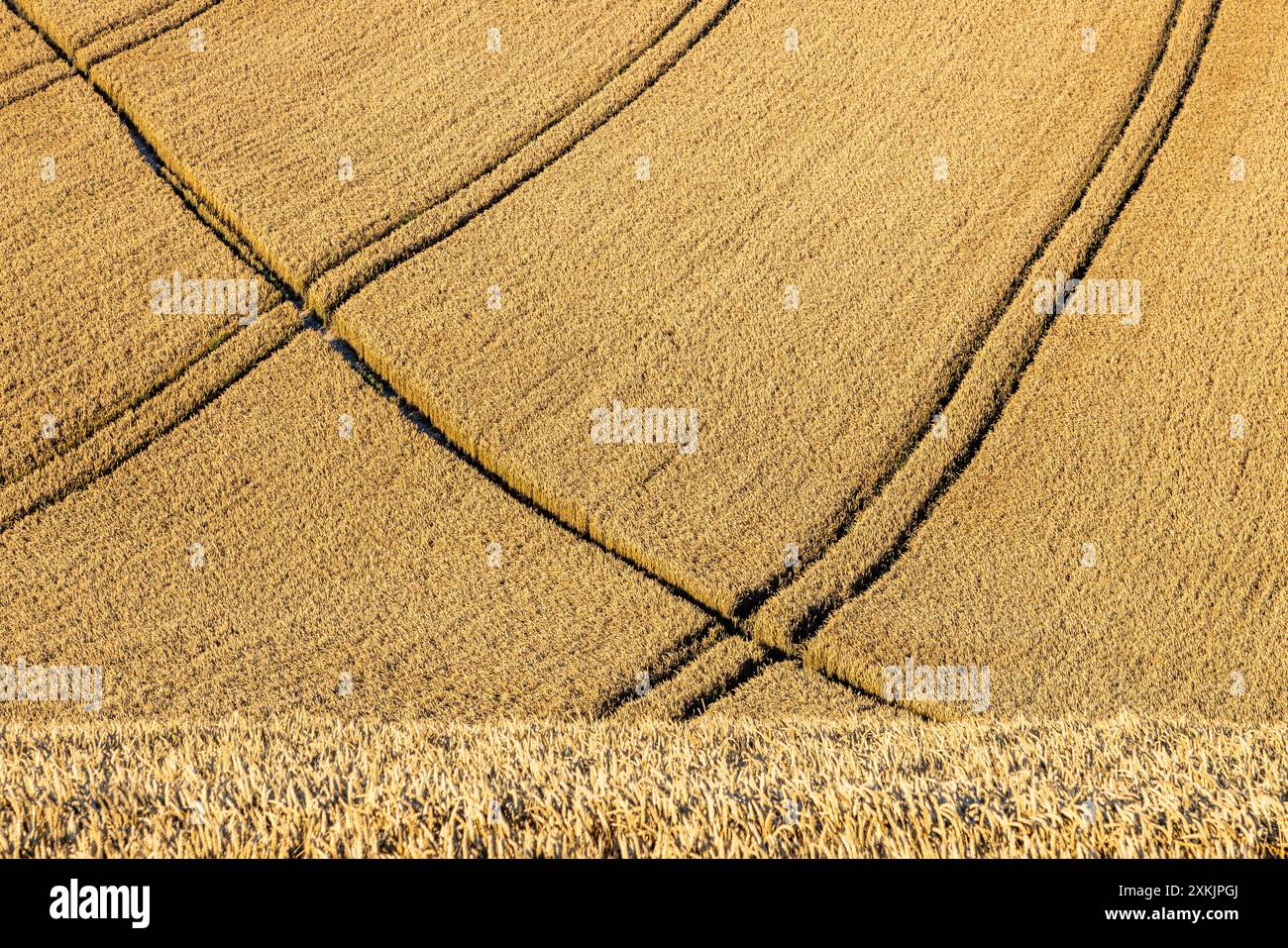 Lines in a field of cereal crops which are almost ready for harvesting ...
