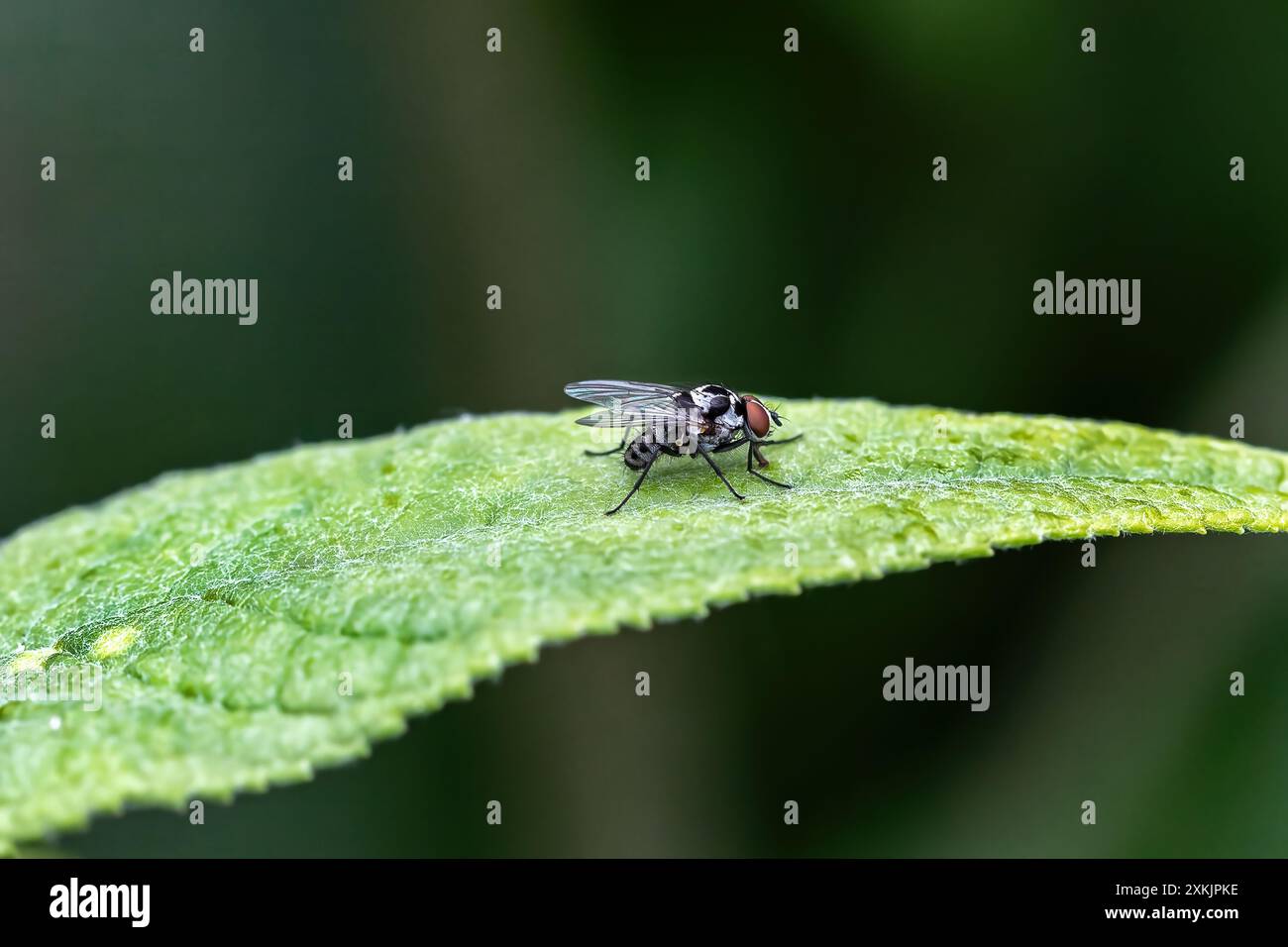 Close up view of an Anthoymia procellaris fly on a Buddleia bush leaf ...