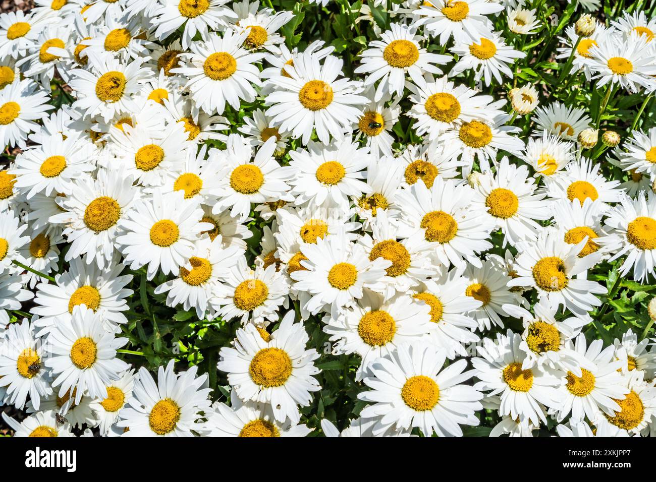 Daisy flowers in different angles Stock Photo - Alamy