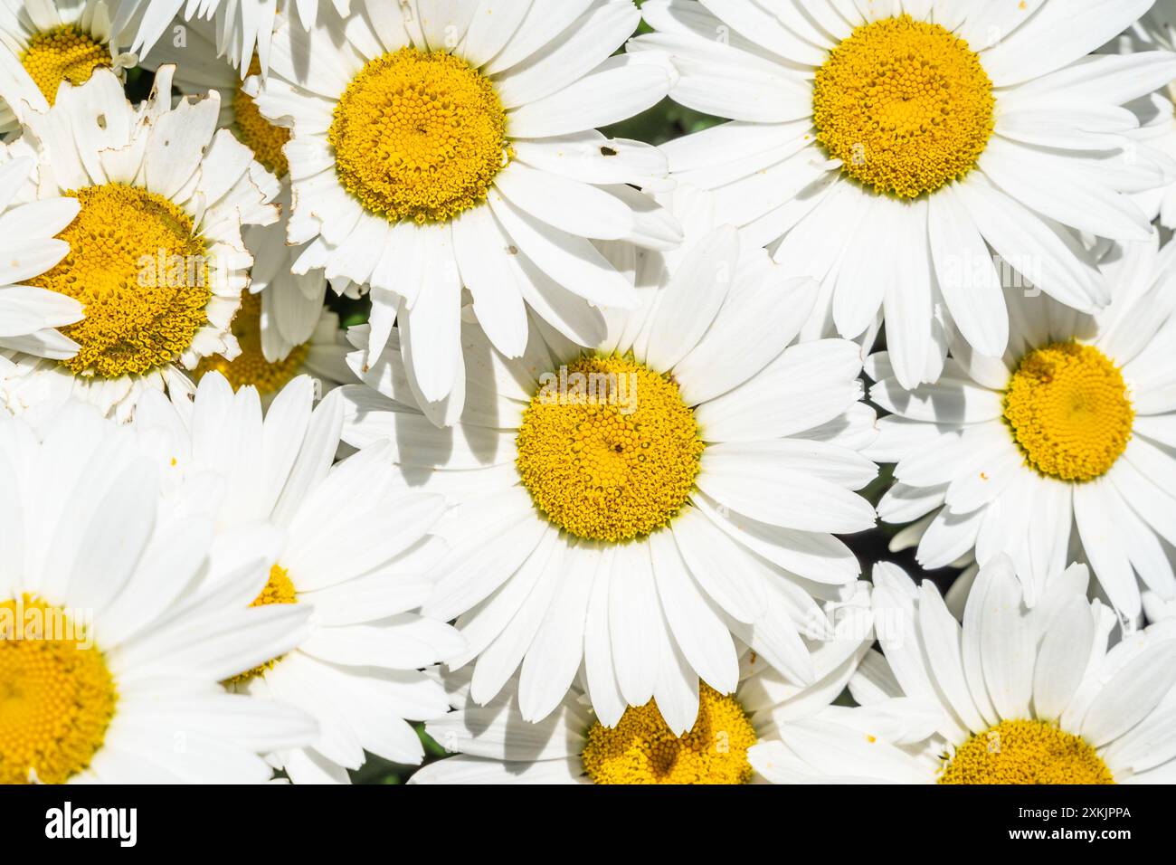 Daisy flowers in different angles Stock Photo - Alamy