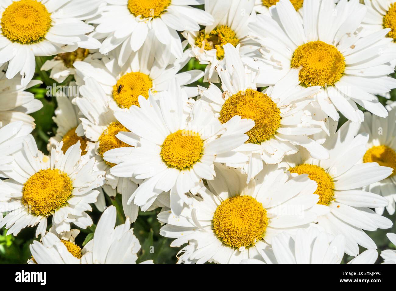 Daisy flowers in different angles Stock Photo - Alamy