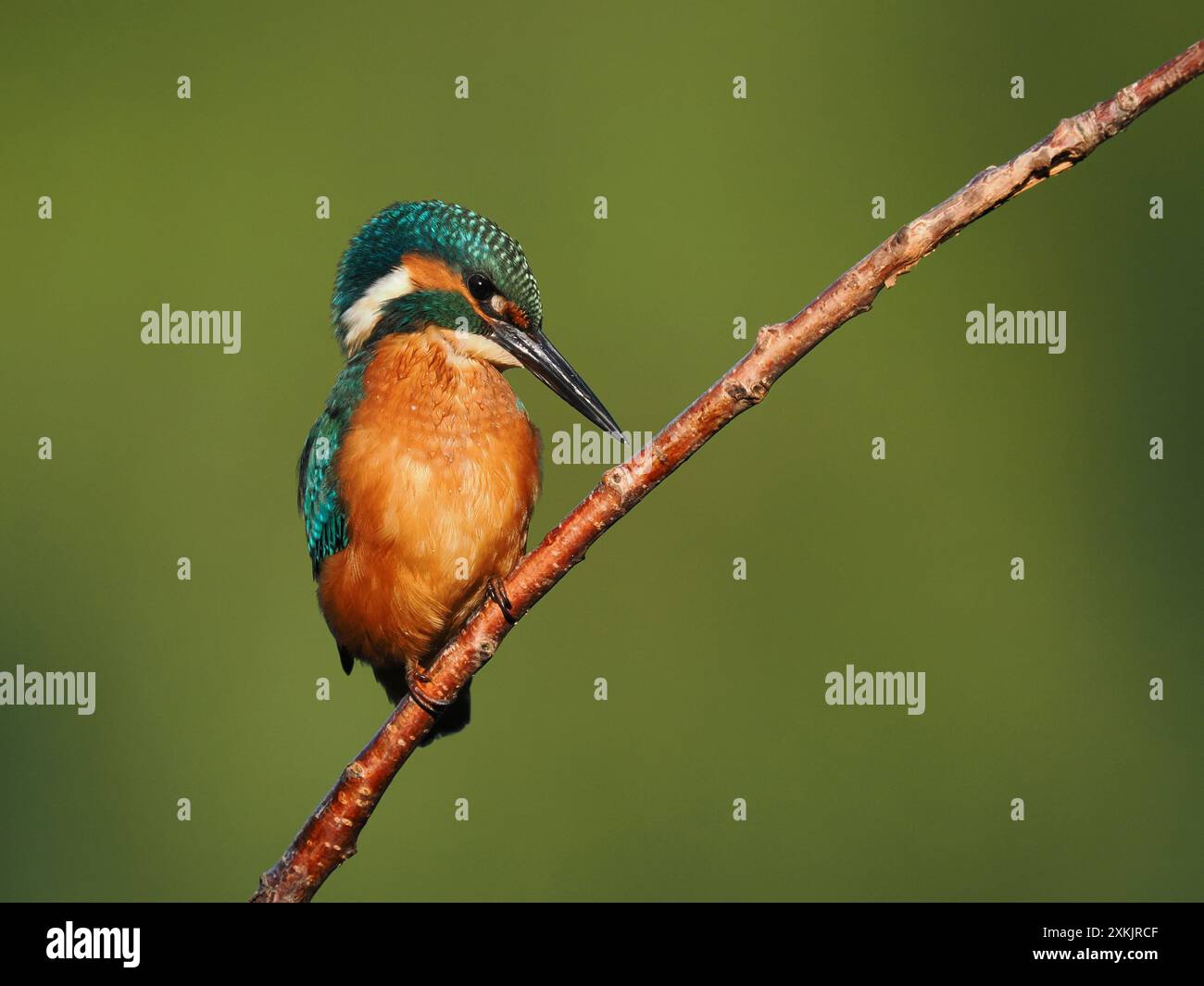 Juvenile kingfisher appear to have genetic knowledge of how to consume ...