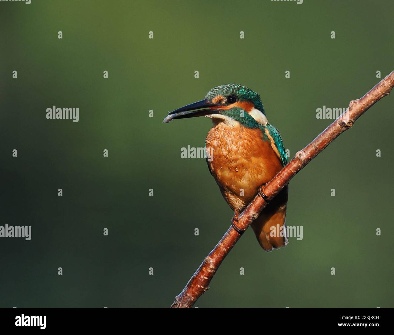 Juvenile kingfisher appear to have genetic knowledge of how to consume ...