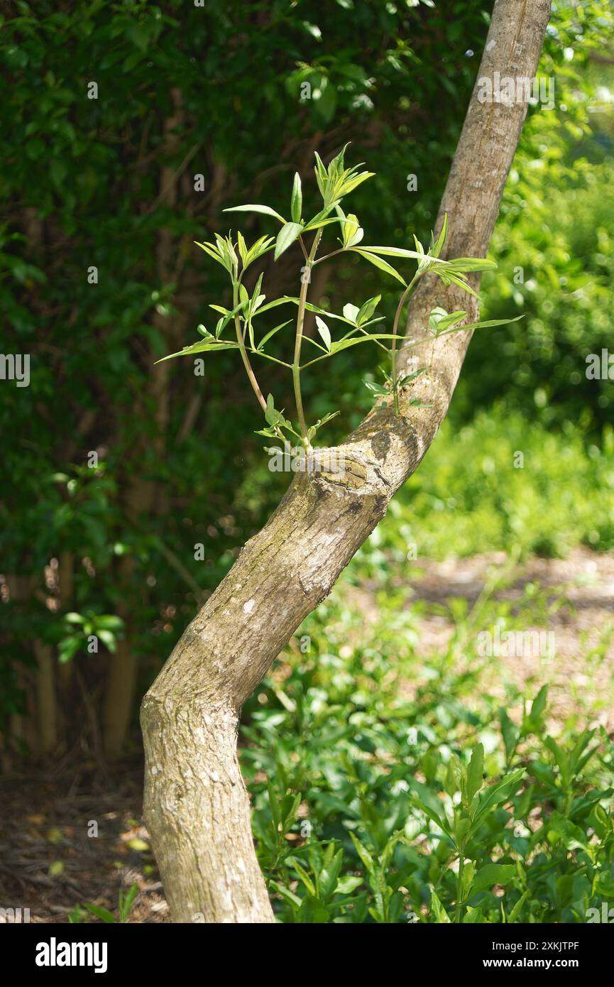 A tree branch displaying vibrant green leaves symbolizing new ...