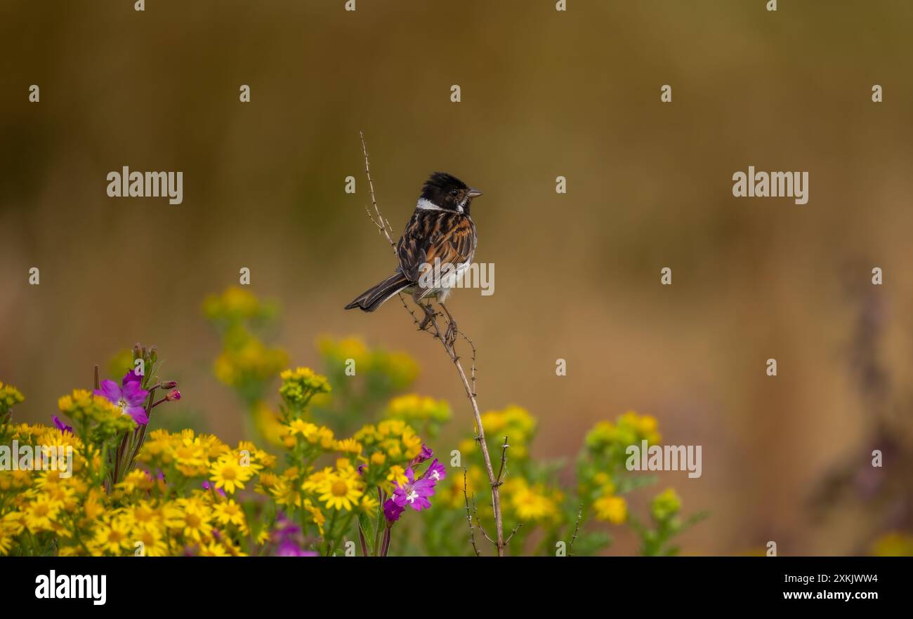 Reed bunting captured in open fields hi-res stock photography and ...