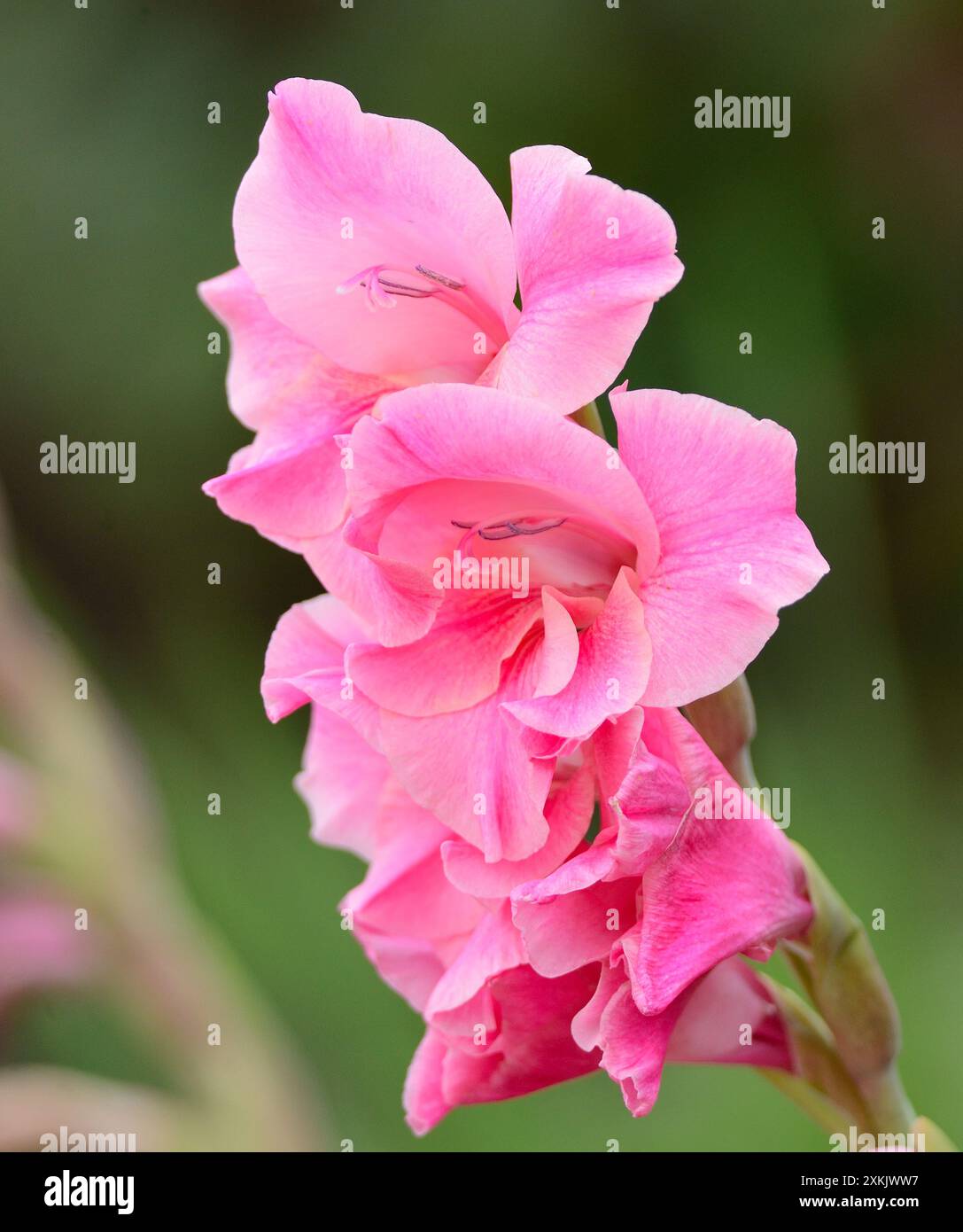 Pink canna lily hi-res stock photography and images - Alamy