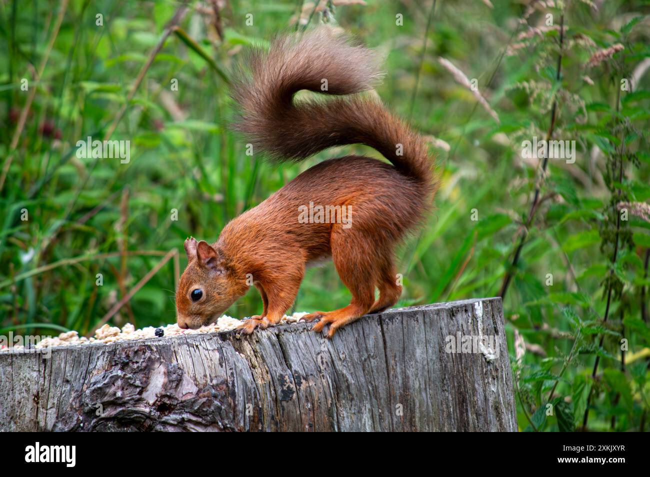 Scottish red squirrel hi-res stock photography and images - Alamy