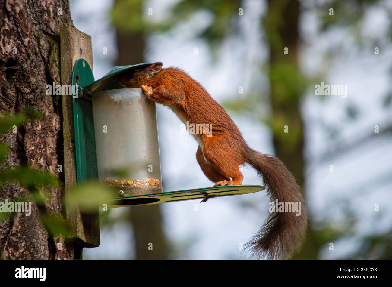 Scottish Red Squirrel in Fife Scotland Stock Photo - Alamy