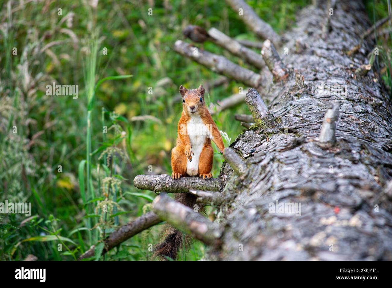 Scottish Red Squirrel in Fife Scotland Stock Photo - Alamy