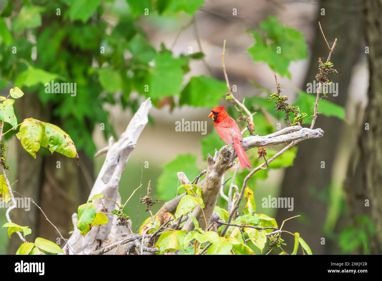 Male Northern Cardinal (Cardinalis cardinalis) perching on a tree ...