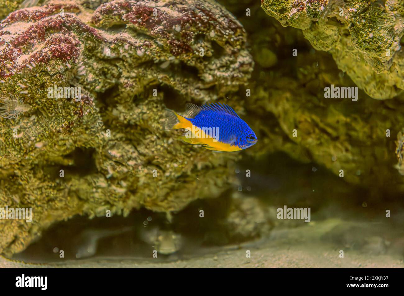 Animals of the underwater sea world. Ecosystem. Colorful tropical fish ...