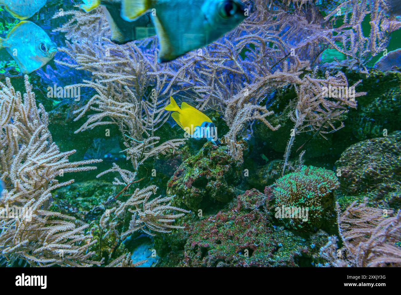 Animals of the underwater sea world. Ecosystem. Colorful tropical fish ...