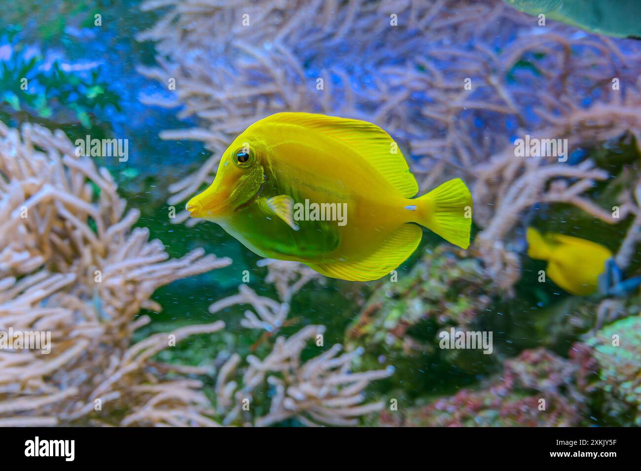 Yellow tang fish in deep blue water. Image of yellow tang fish in ...