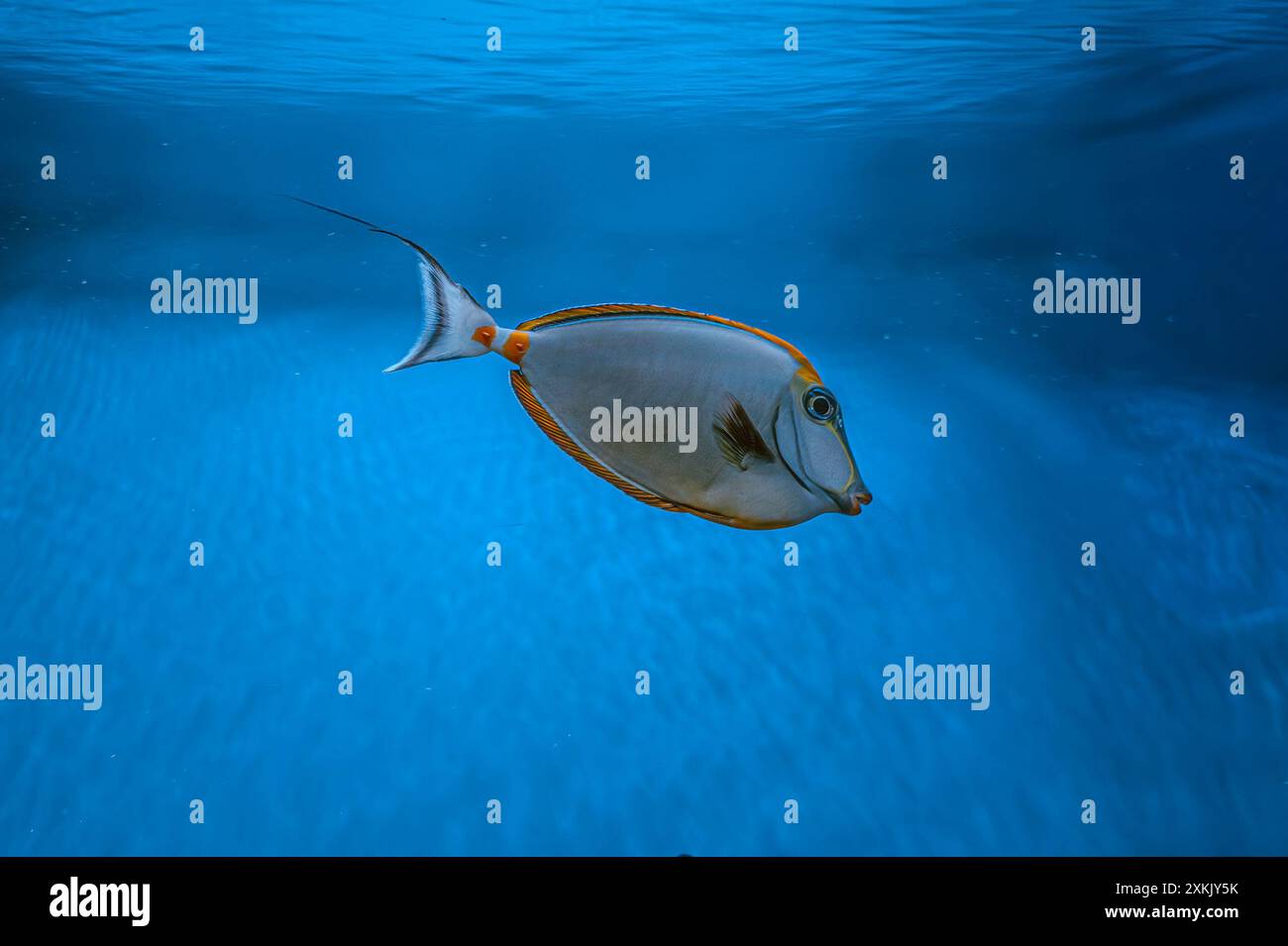 Naso Lituratus Acanthuridae tropical fish, Orangespine unicornfish in ...