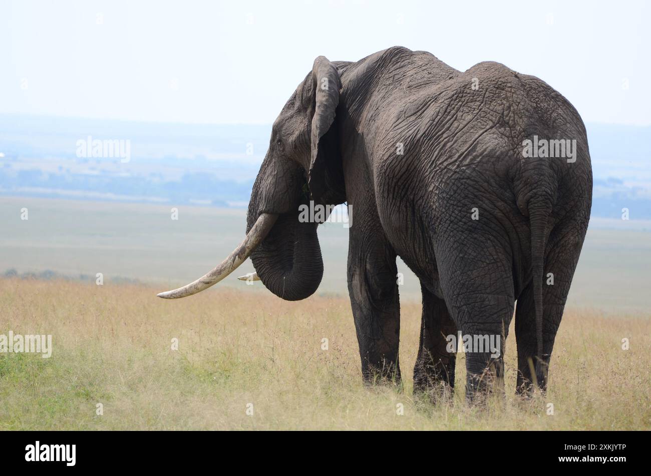 Nice Elephant of Keyna, this picture was taken in Masaï Mara Stock ...