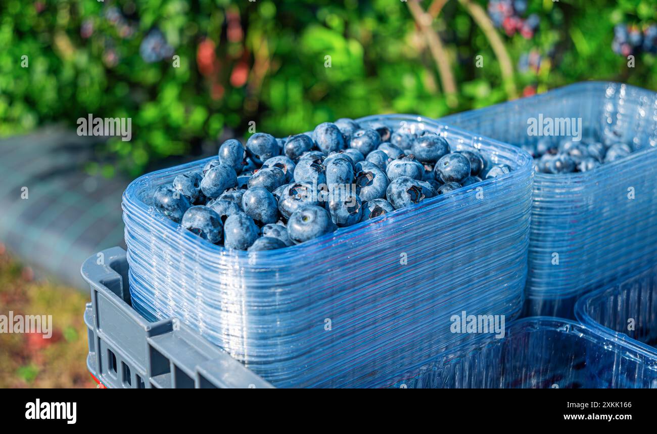 Growing blueberries in container hi-res stock photography and images ...