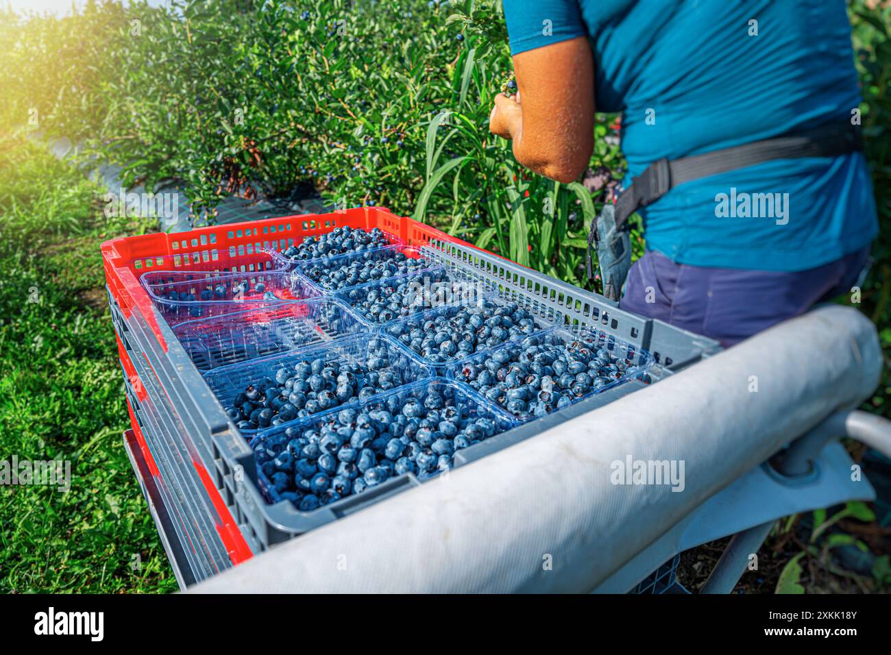 Growing blueberries container hi-res stock photography and images - Alamy