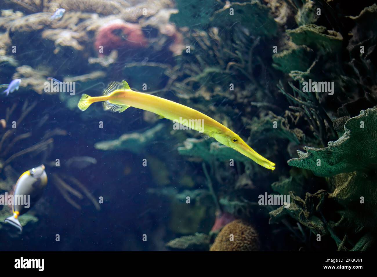 Beautiful tropical yellow trumpet fish Stock Photo - Alamy