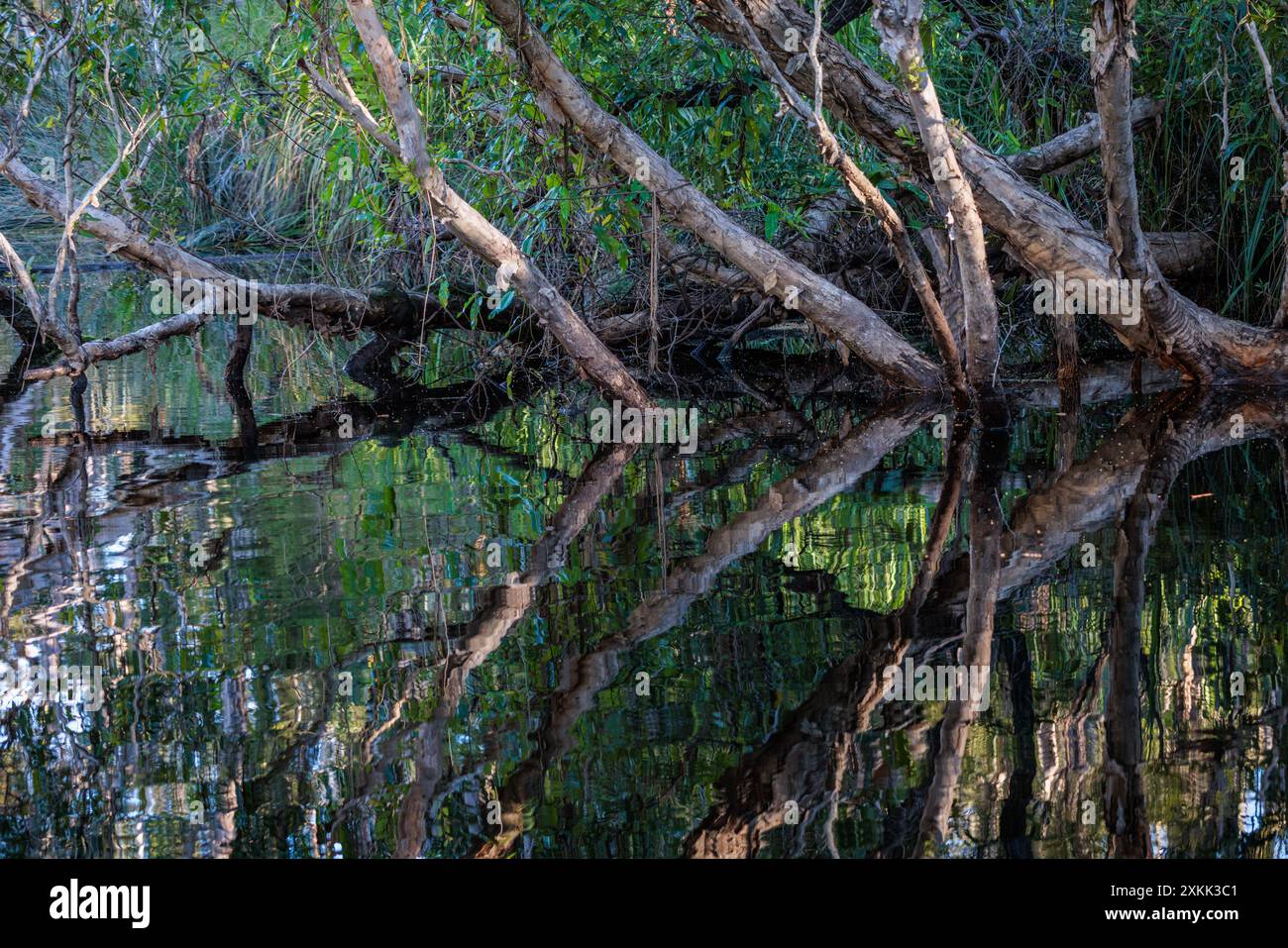 Trees overhang the Noosa Everglades in Queensland, Australia Stock ...