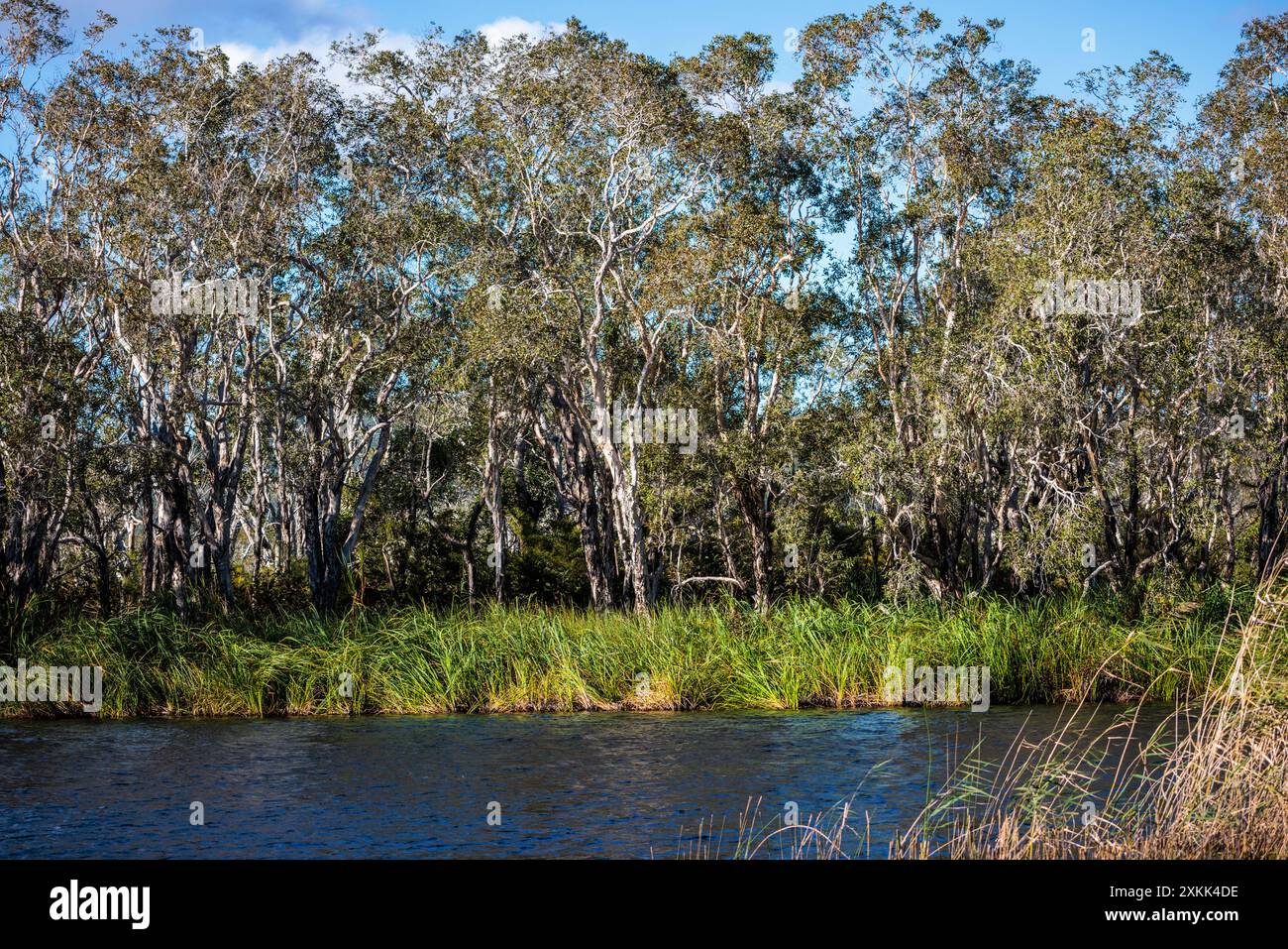 Trees overhang the Noosa Everglades in Queensland, Australia Stock ...