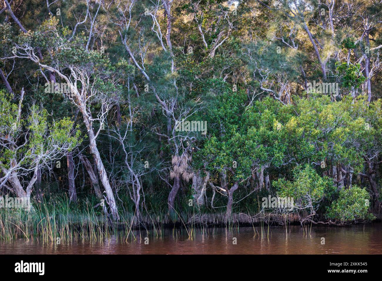 Trees overhang the Noosa Everglades in Queensland, Australia Stock ...