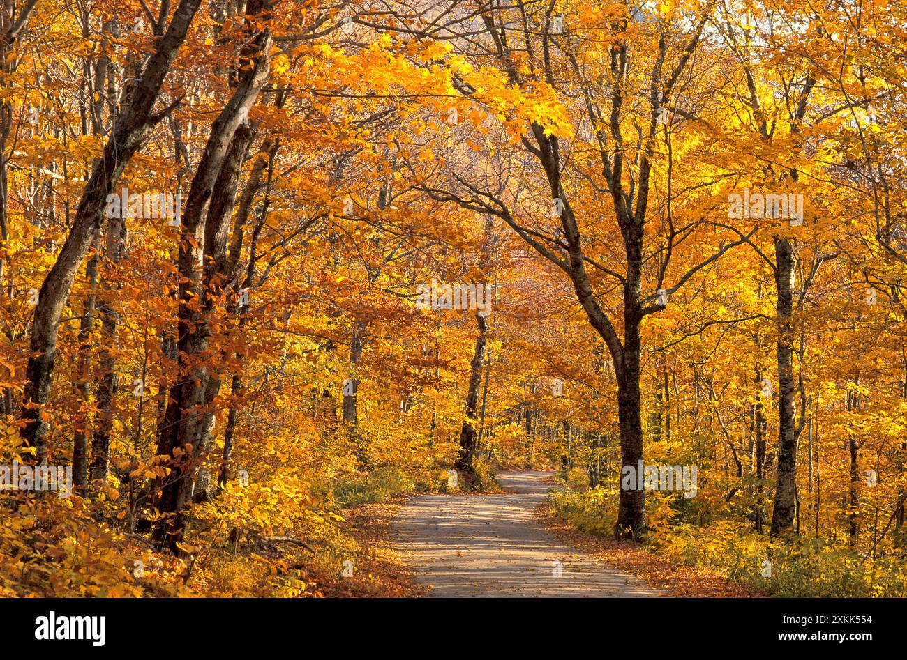 Road at Baxter State Park, Fall Colors, Indian Summer, Maine, USA Stock ...