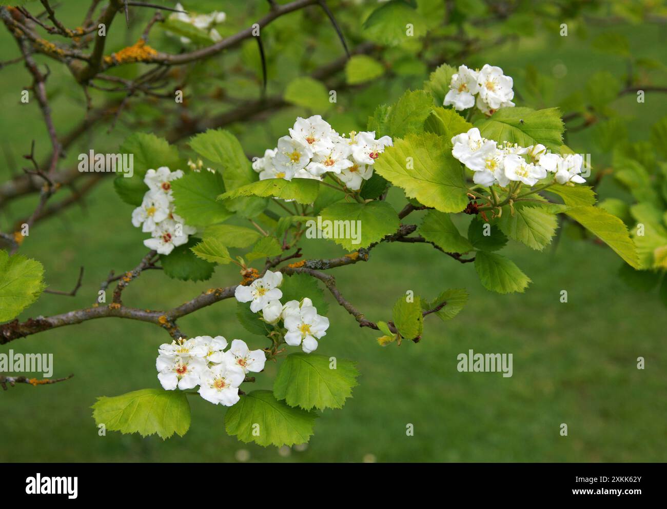 Downy Hawthorn or Red Hawthorn, Crataegus mollis, Rosaceae. North East ...
