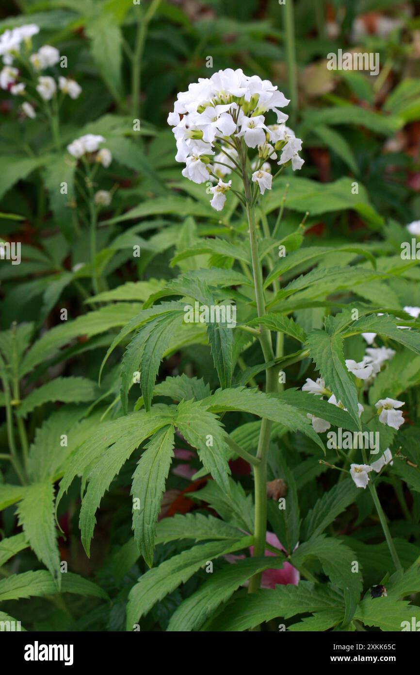 Pinnate Coralroot, Cardamine heptaphylla, Brassicaceae. Europe Stock ...
