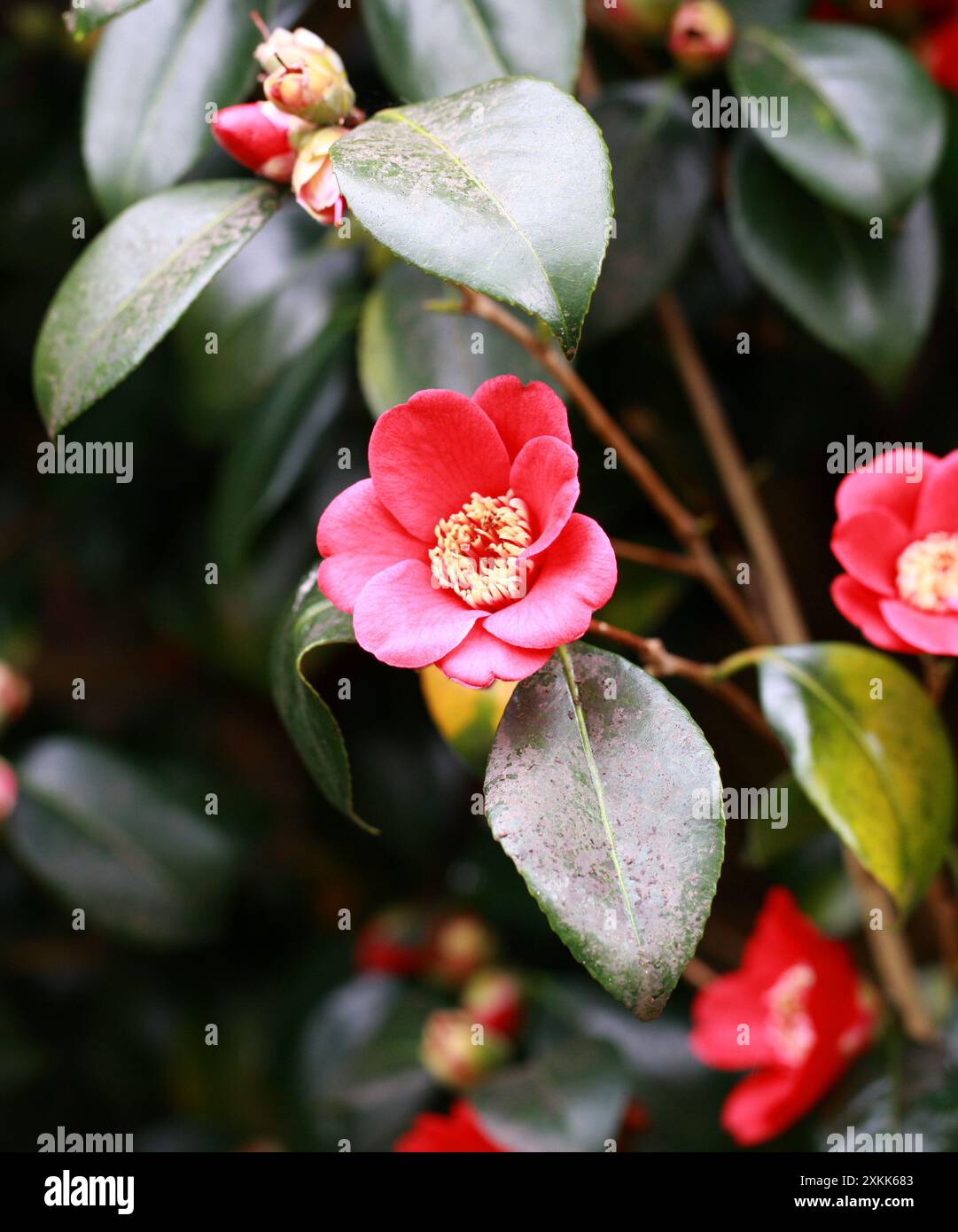 Red camellia flower hi-res stock photography and images - Alamy