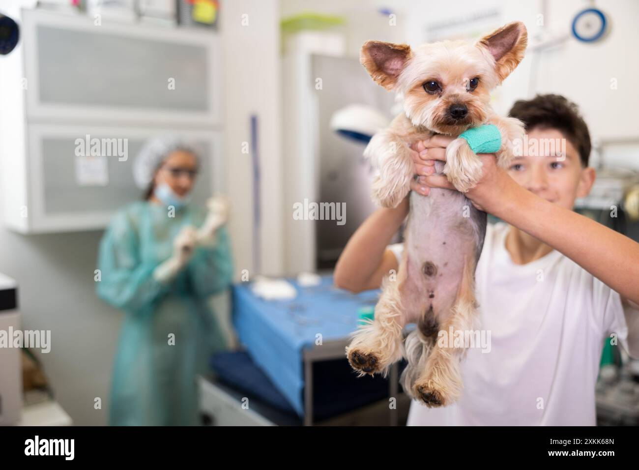 Yorkshire terrier with bandaged paw in hands of teenager at veterinary ...
