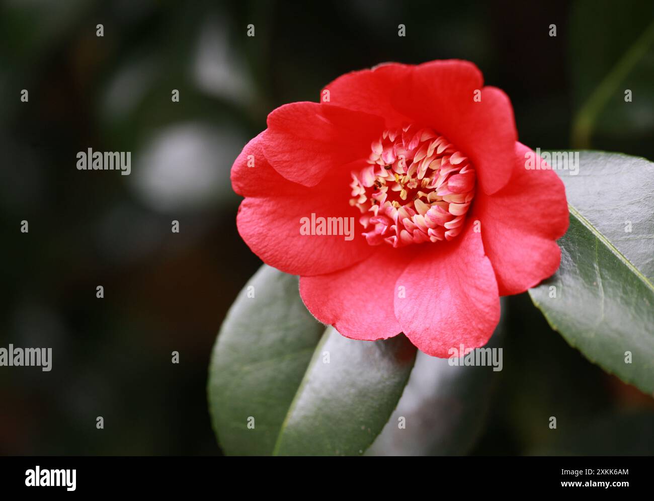 Red camellia flower hi-res stock photography and images - Alamy