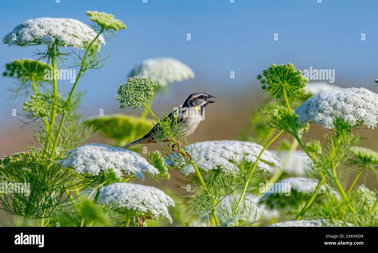 Dead sea sparrow (Passer moabiticus) is a cute sparrow species living ...