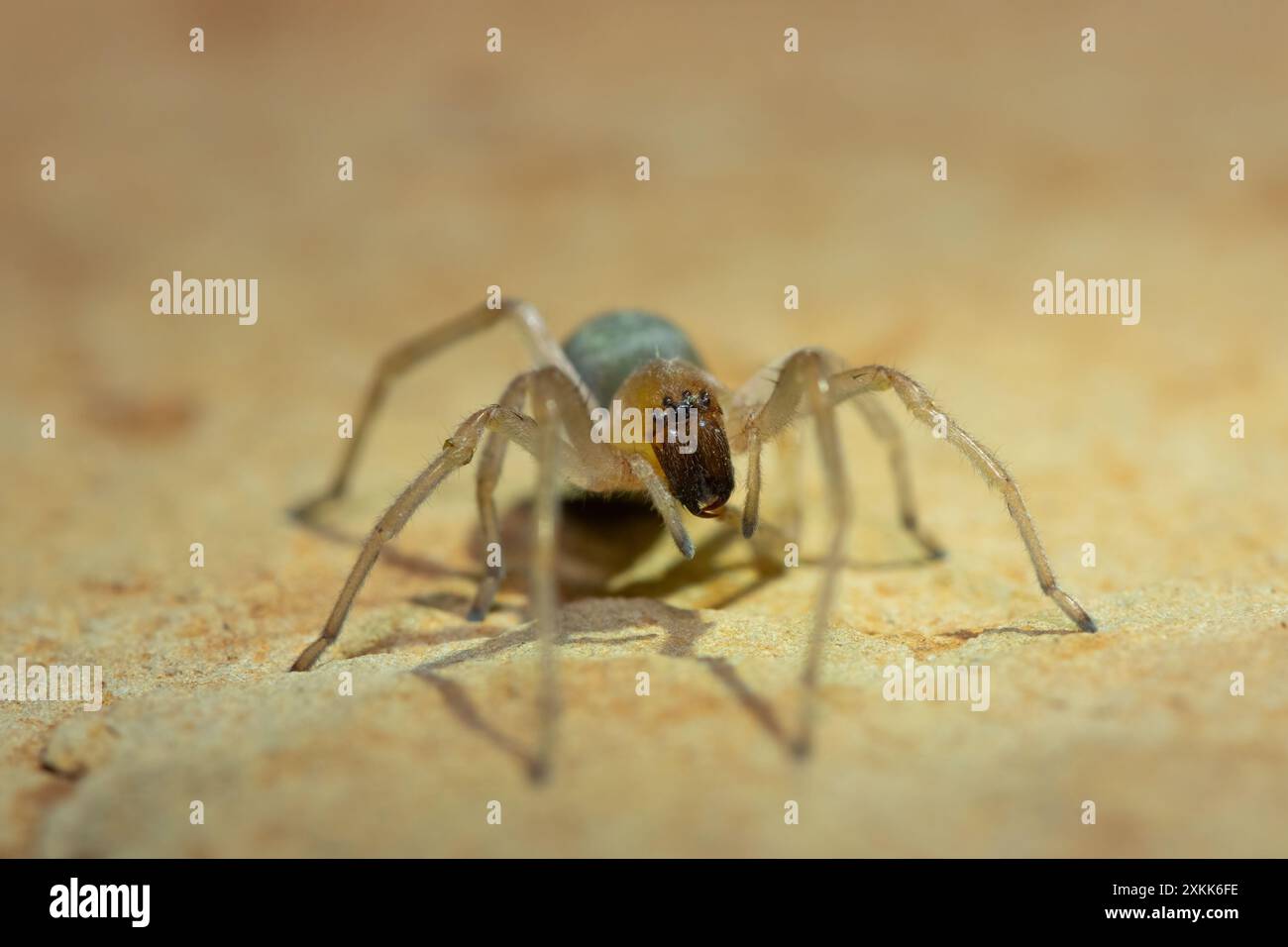A venomous sac spider (Cheiracanthium sp.) on a rock Stock Photo - Alamy