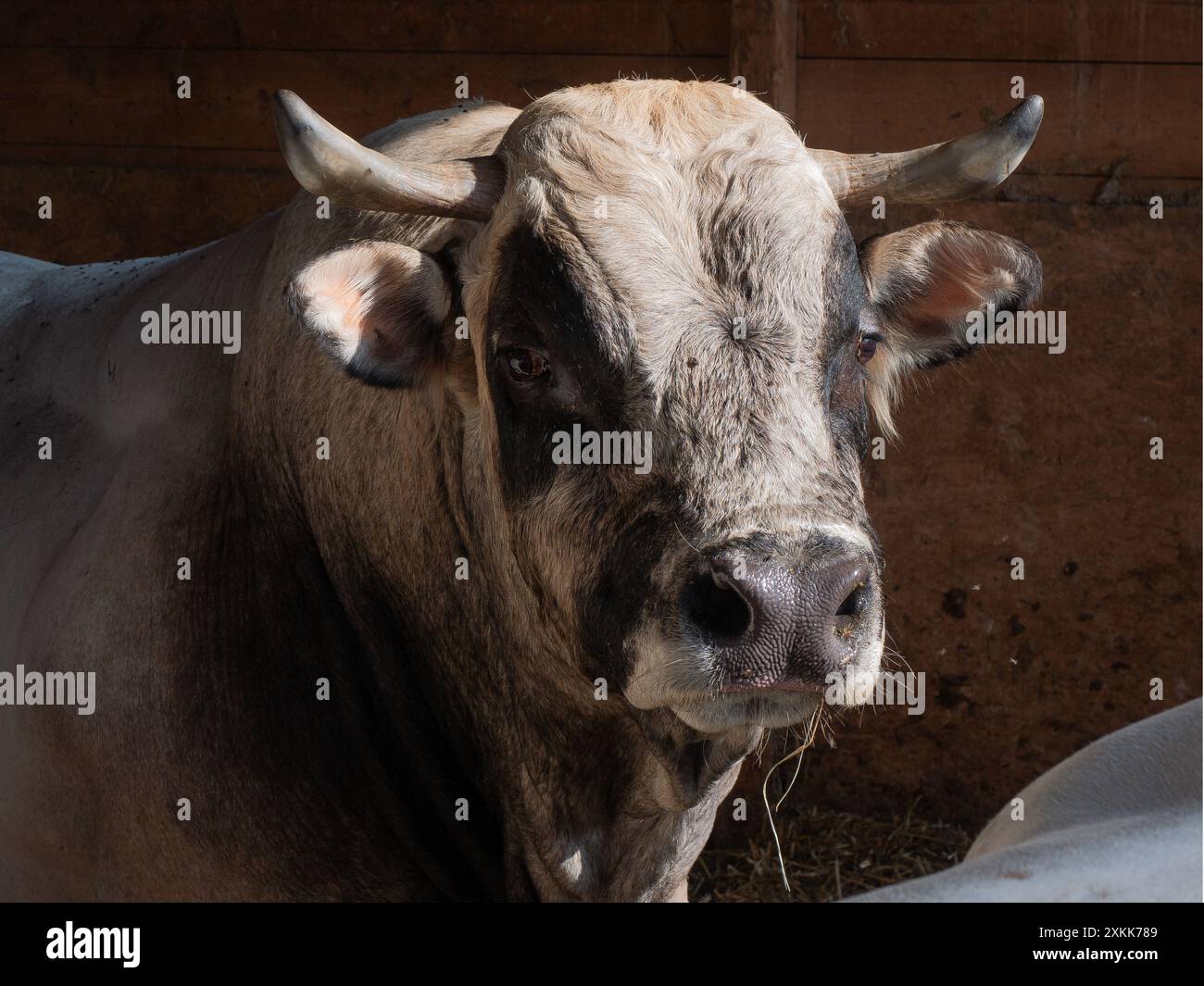 Portrai of a Majestic Piedmontese bull standing in a barn Stock Photo ...