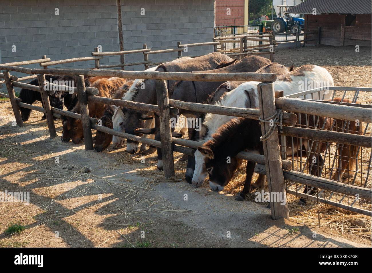 Donkeys and ponies eating hay in a row behind a fence Stock Photo - Alamy