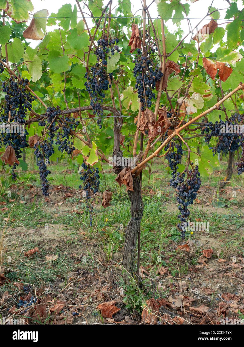 Drought-Stricken Vineyard Shows Withered black Grapes Due to Climate ...