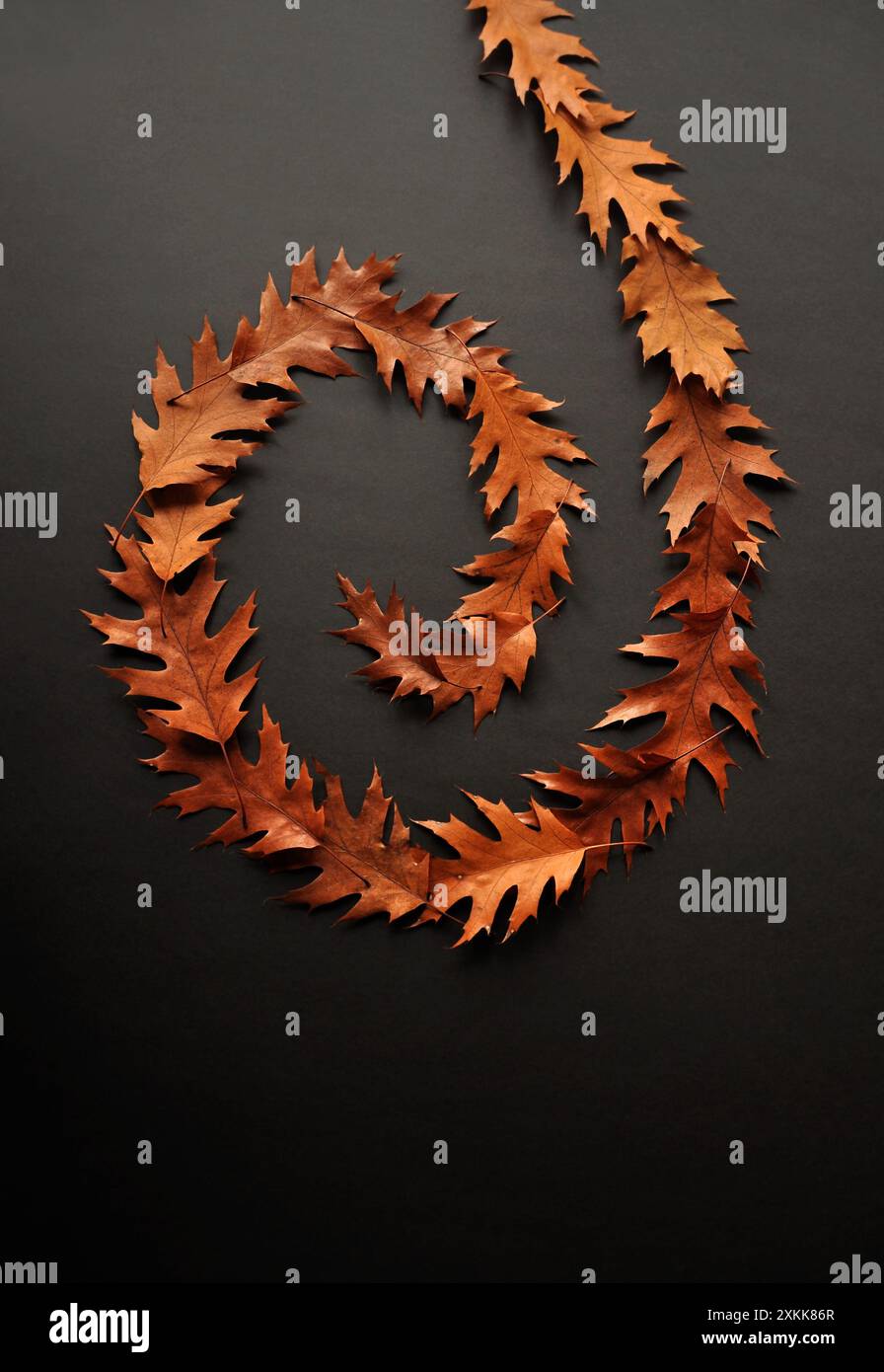 Withered red oak leaves on a dark background. Unfolding leaf spiral ...