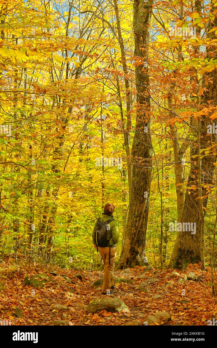 Trail to Indian Head, Franconia Notch State Park, White Mountains ...