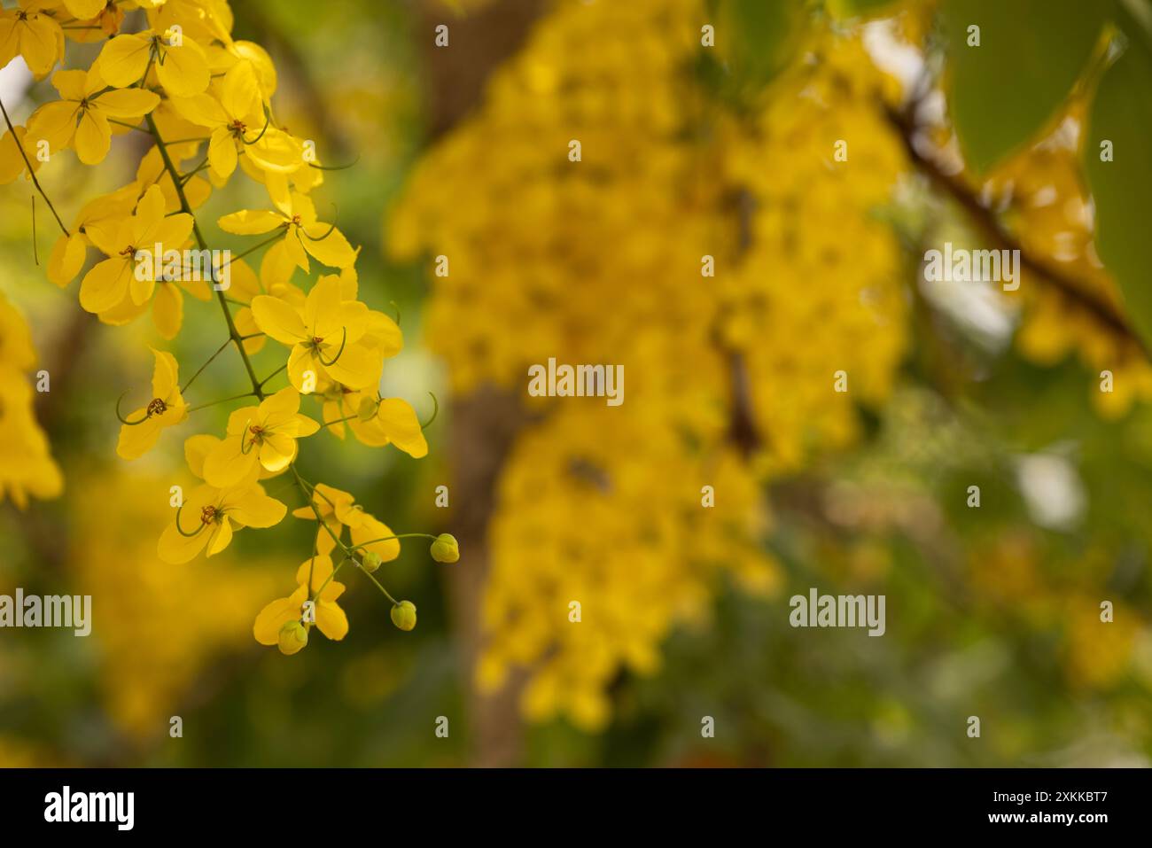 A Cassia fistula tree blooms in the central core of Zapopan, Jalisco ...