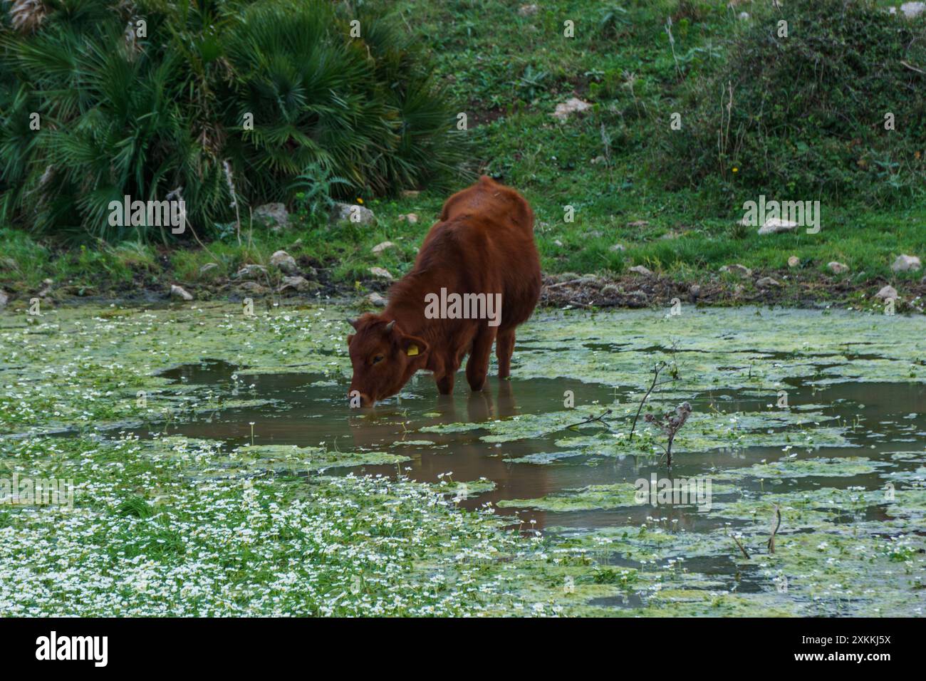 Cow standing in a small pond in Nature Park of Monte Cofano and ...