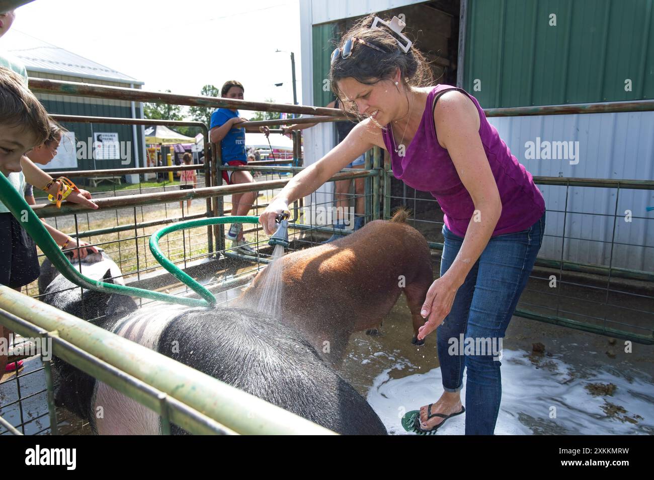 UNITED STATES: July 23, 2024: Pigs getting a bath before they go in the ...