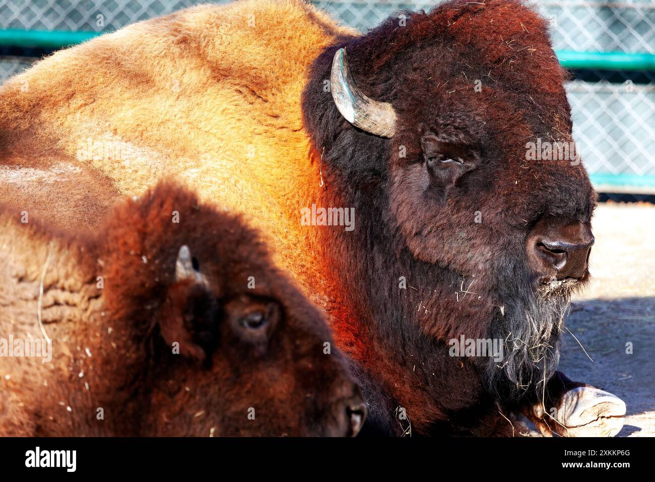 Two buffalo are laying down next to each other. Pair of bison reclining ...