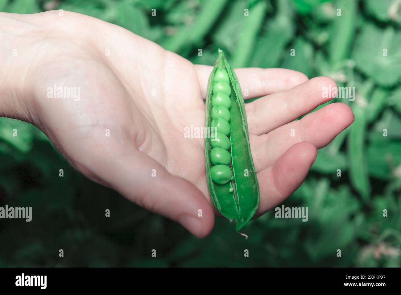 Hand holding a green pea pod with the pod split in half. Person holding ...