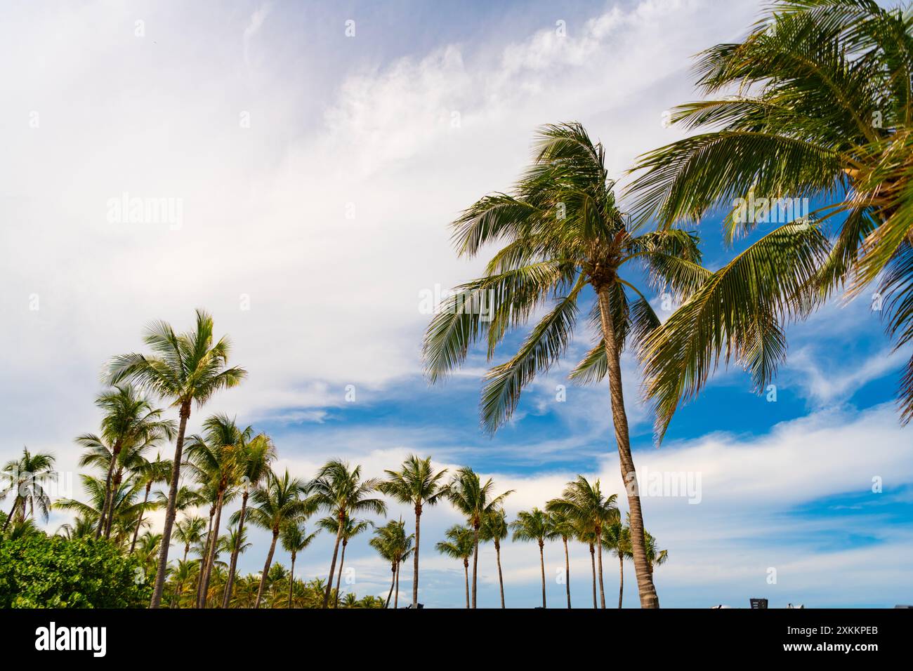 Palm tree. Summer vacation in Miami south beach, Florida. Palm tree of ...