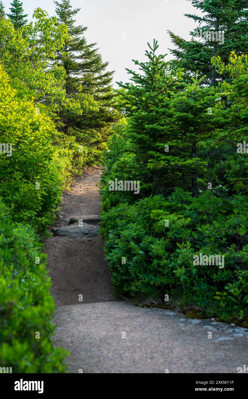 Forest Pathway in Acadia National Park Stock Photo - Alamy